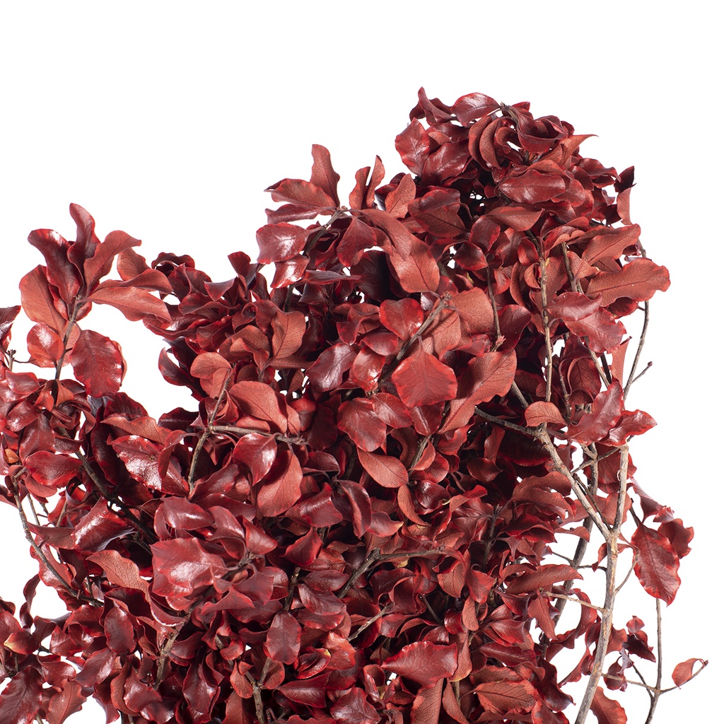 Pittosporum Tenuifolium stabilisé Rouge 30-40 cm acheter dans la ...
